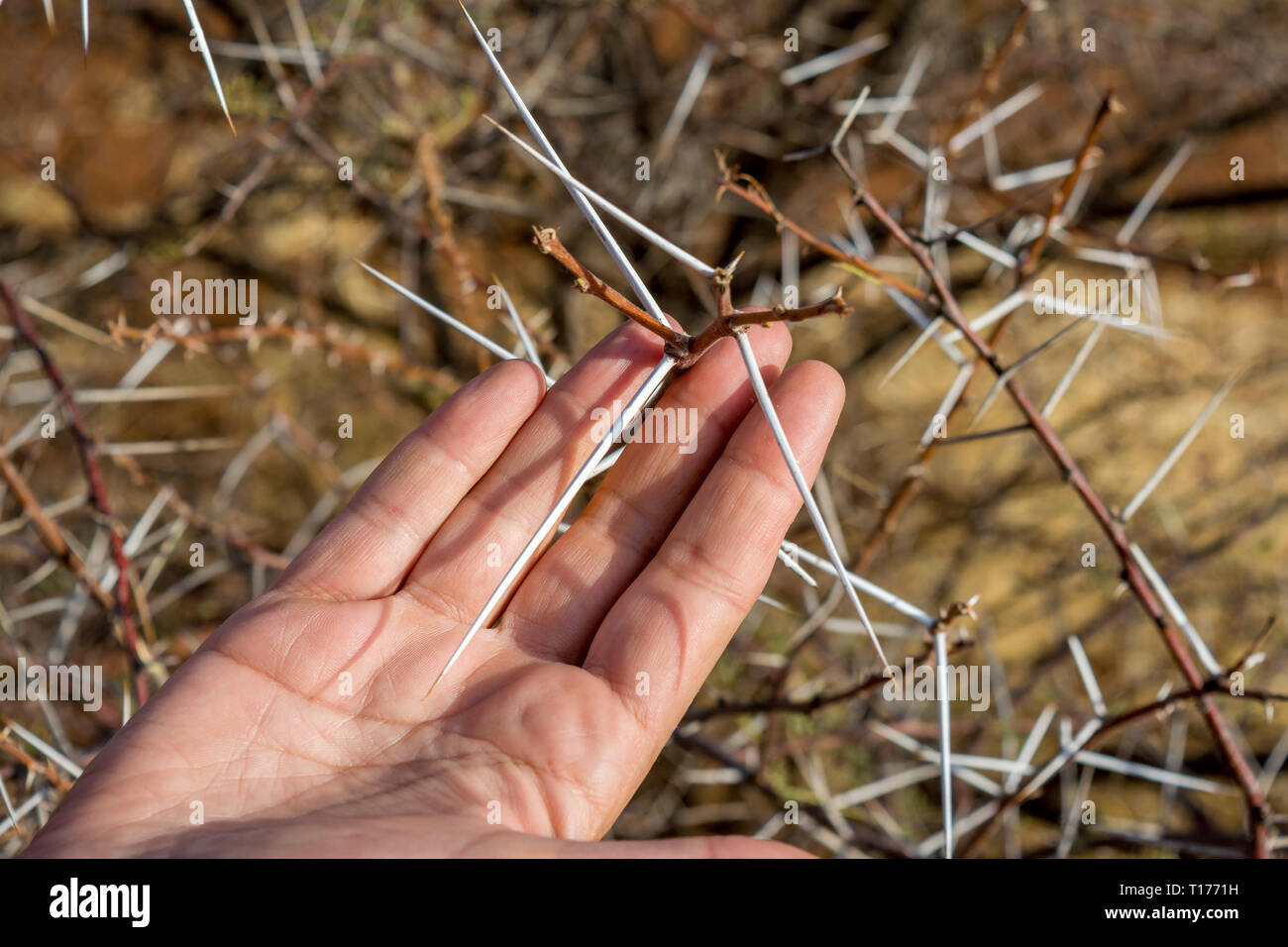 acacia thorn, woman hand, Namibia Stock Photo - Alamy