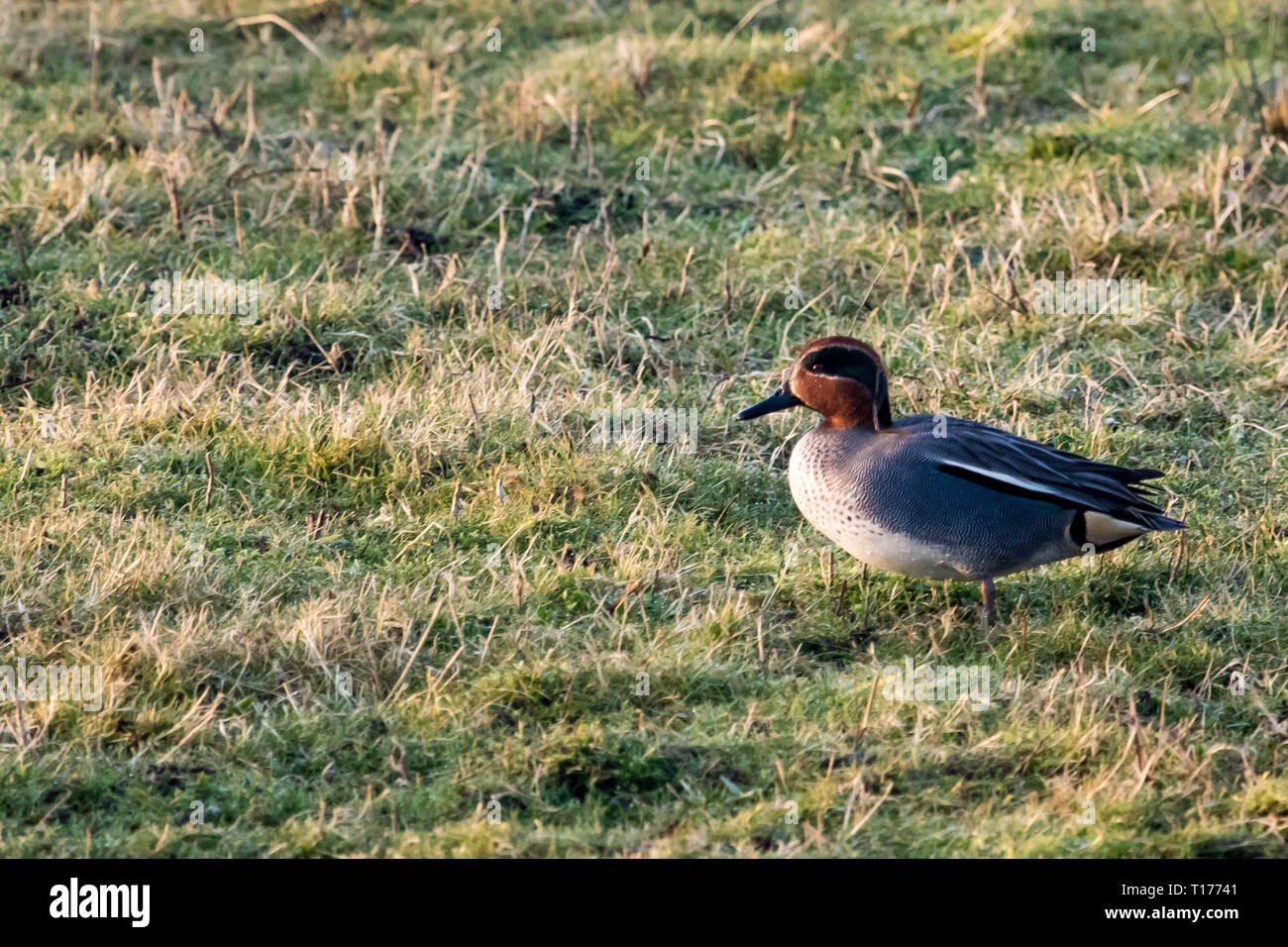 Eurasian common teal hi-res stock photography and images - Alamy