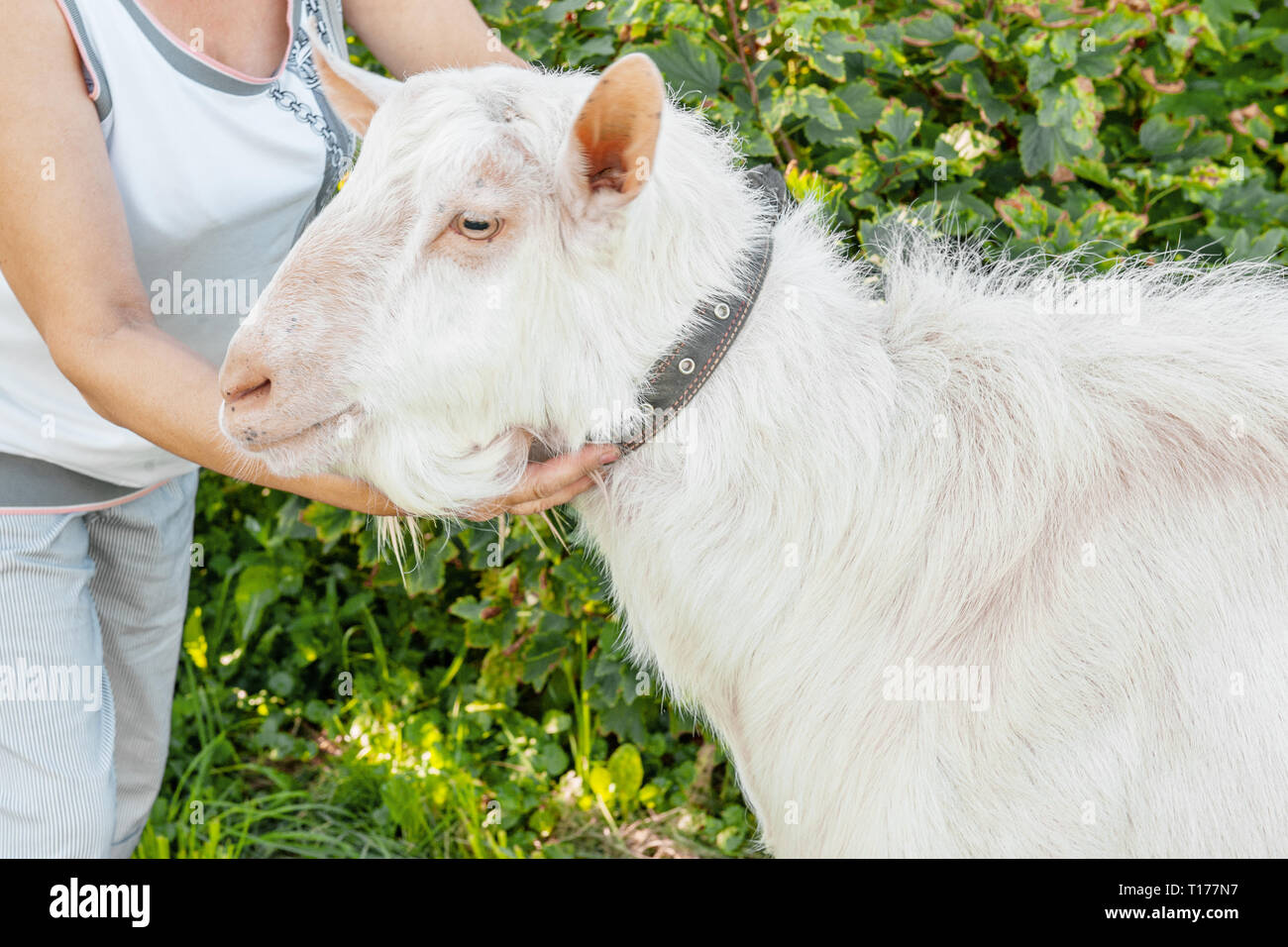 Portrait of a beautiful young white goat on a beautiful green ...