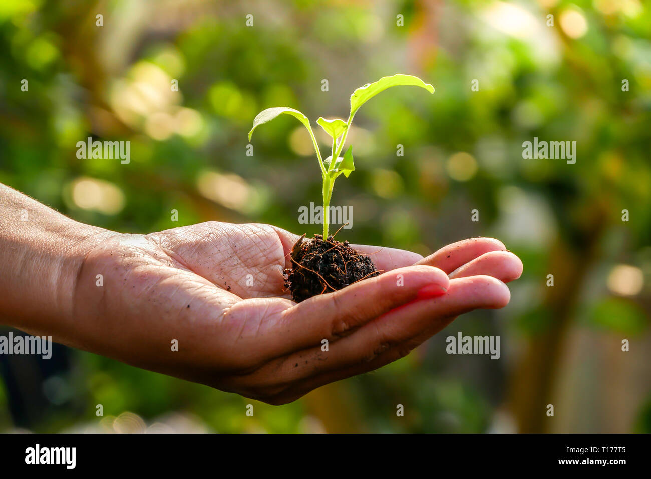 growth concept , hands are planting the seedlings into the soil Stock ...