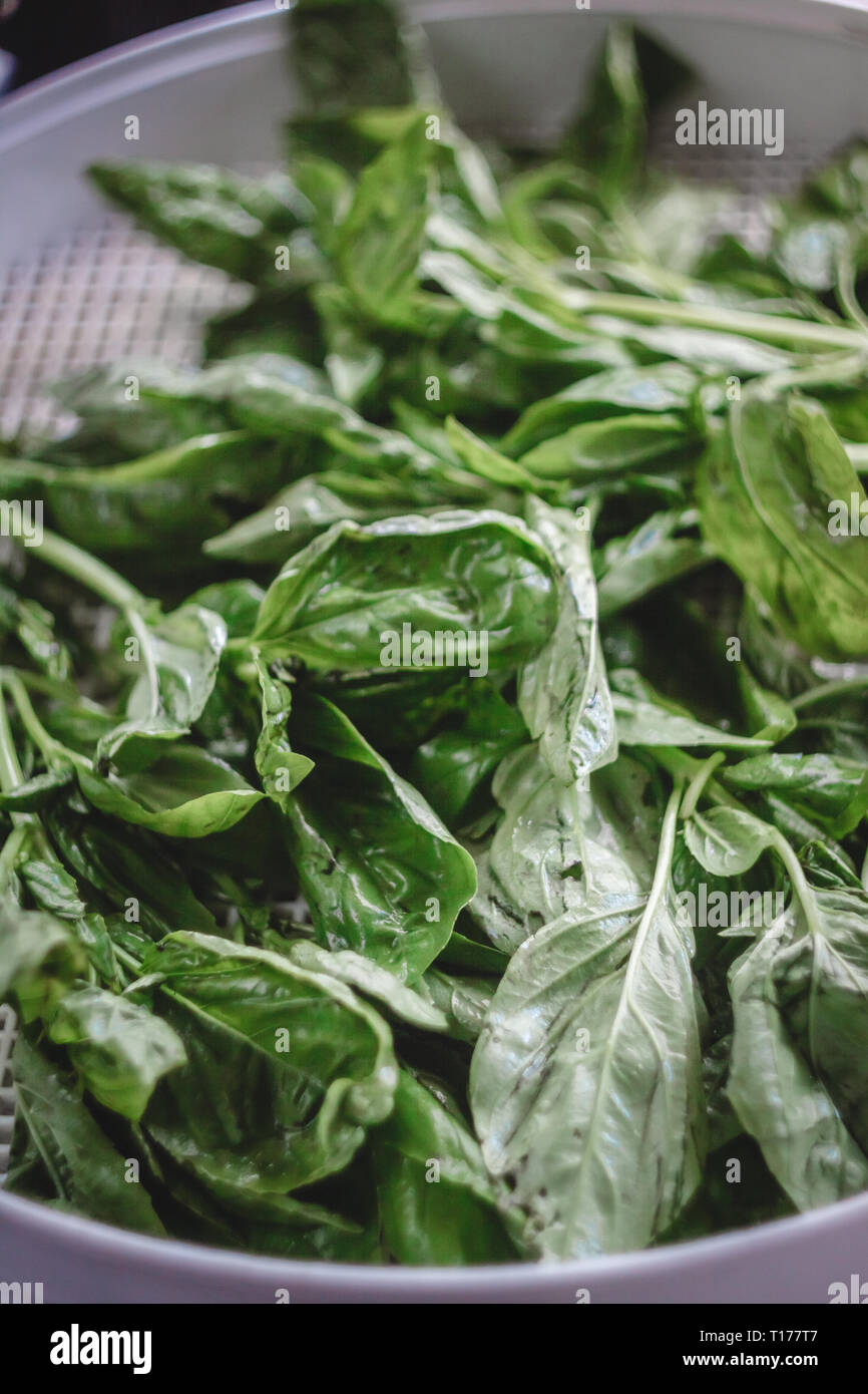 fresh green basil leaves on a grid dehydrator dryer Stock Photo - Alamy