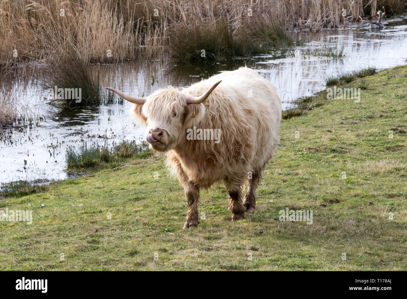 Cow with long hair hi-res stock photography and images - Alamy
