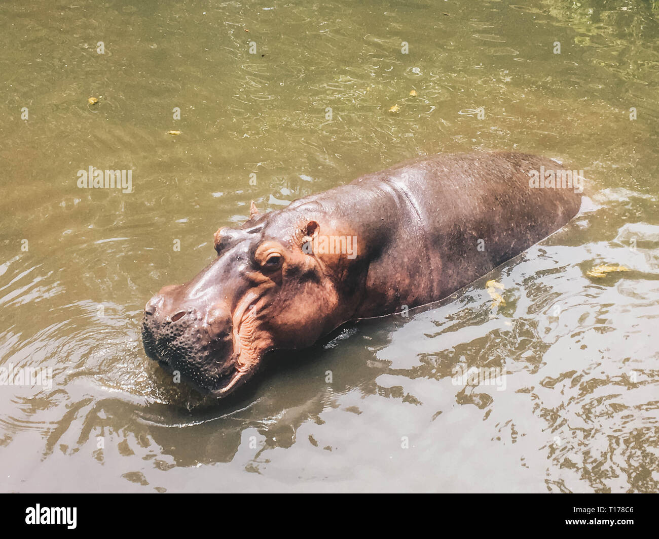 Hippopotamus in the water. African Hippopotamus, Hippopotamus amphibius ...