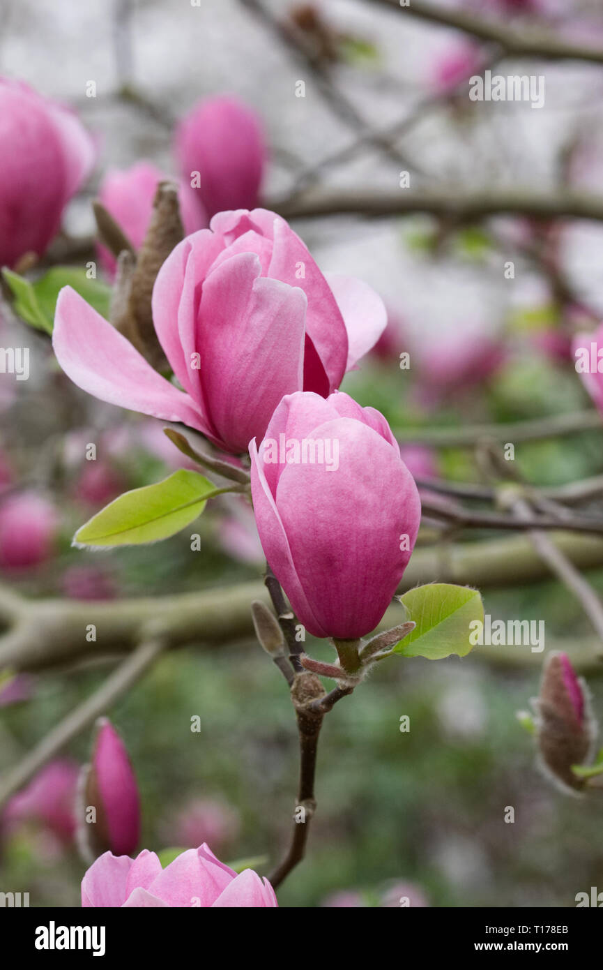 Magnolia 'Ian's Red' flowers Stock Photo - Alamy