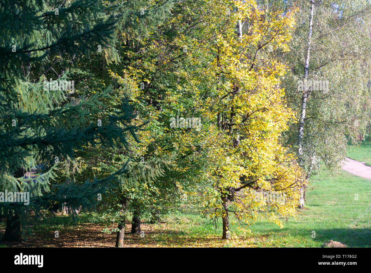Trees at Day Stock Photo - Alamy