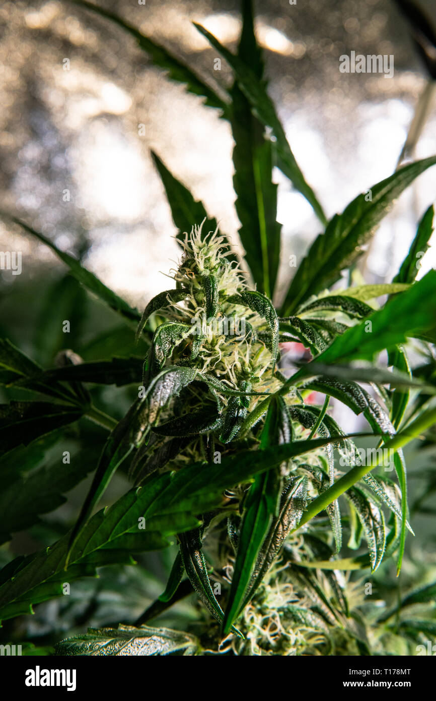 Flowering cannabis in closeup. Insta Stories resolution Stock Photo - Alamy