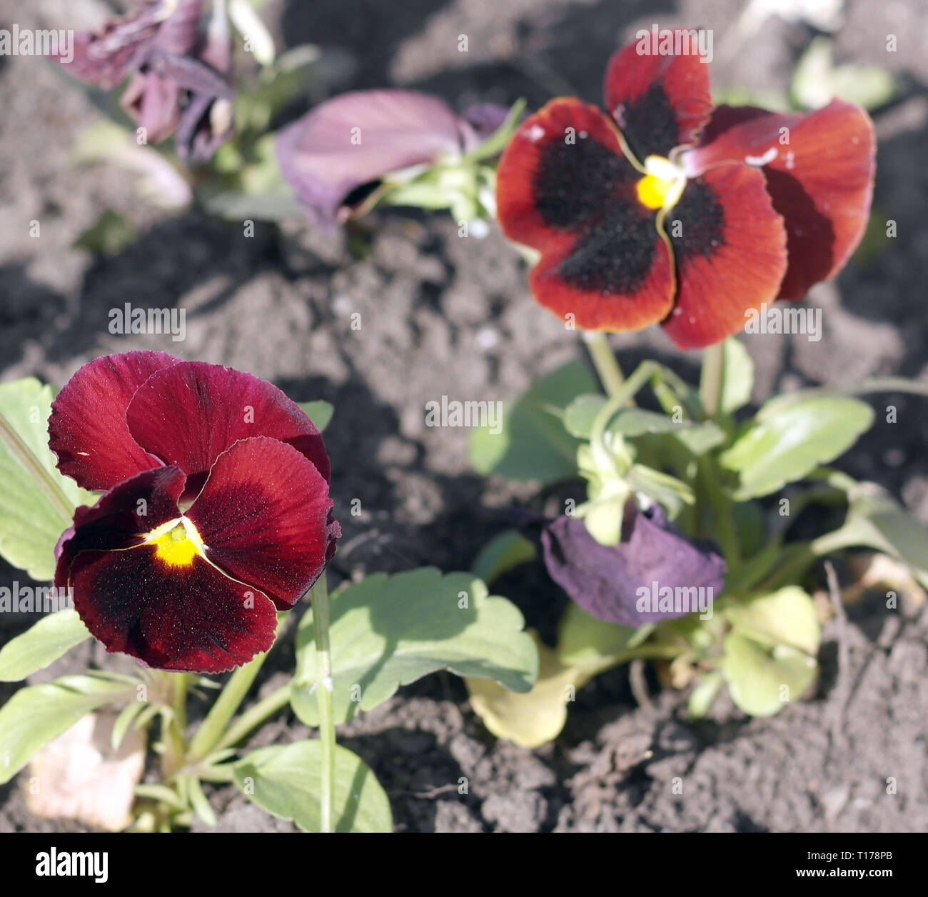Red viola hi-res stock photography and images - Alamy