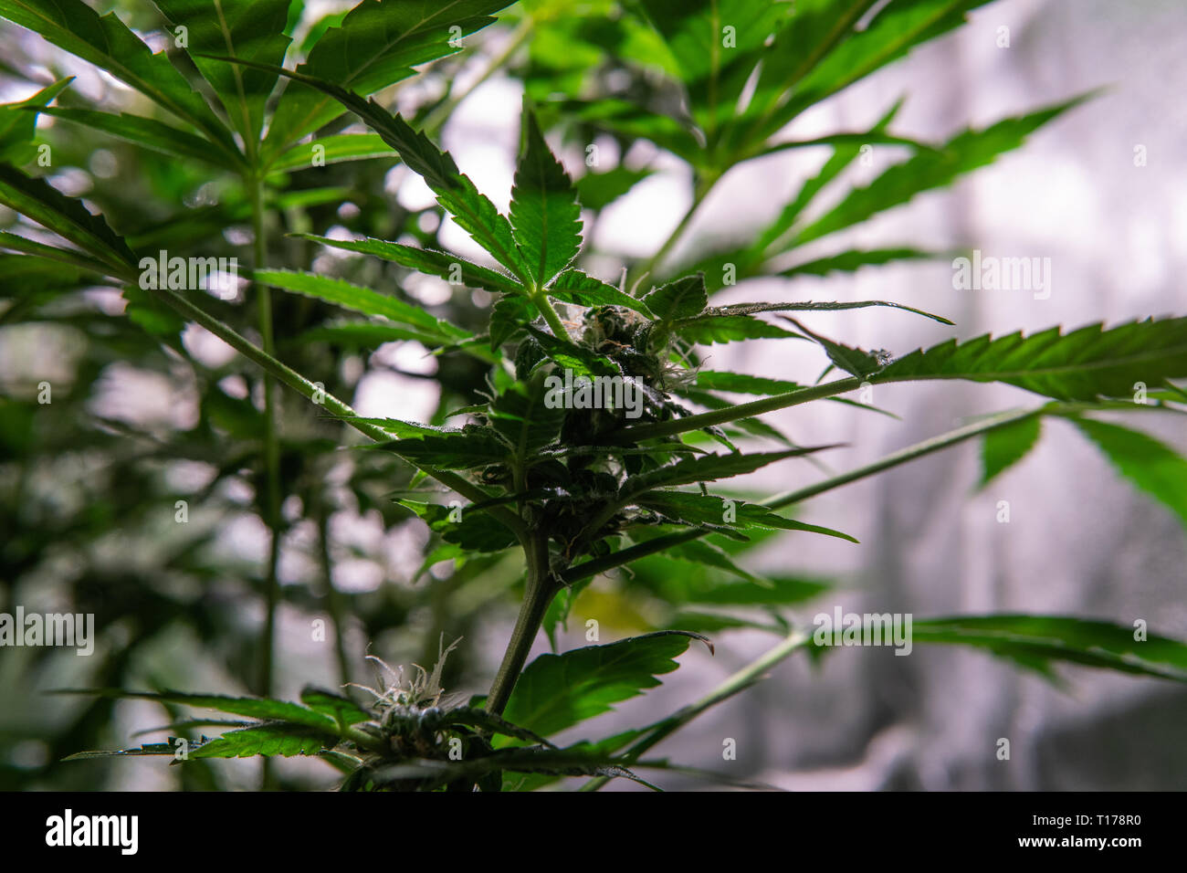 Marijuana weed growing buds flowering hi-res stock photography and ...