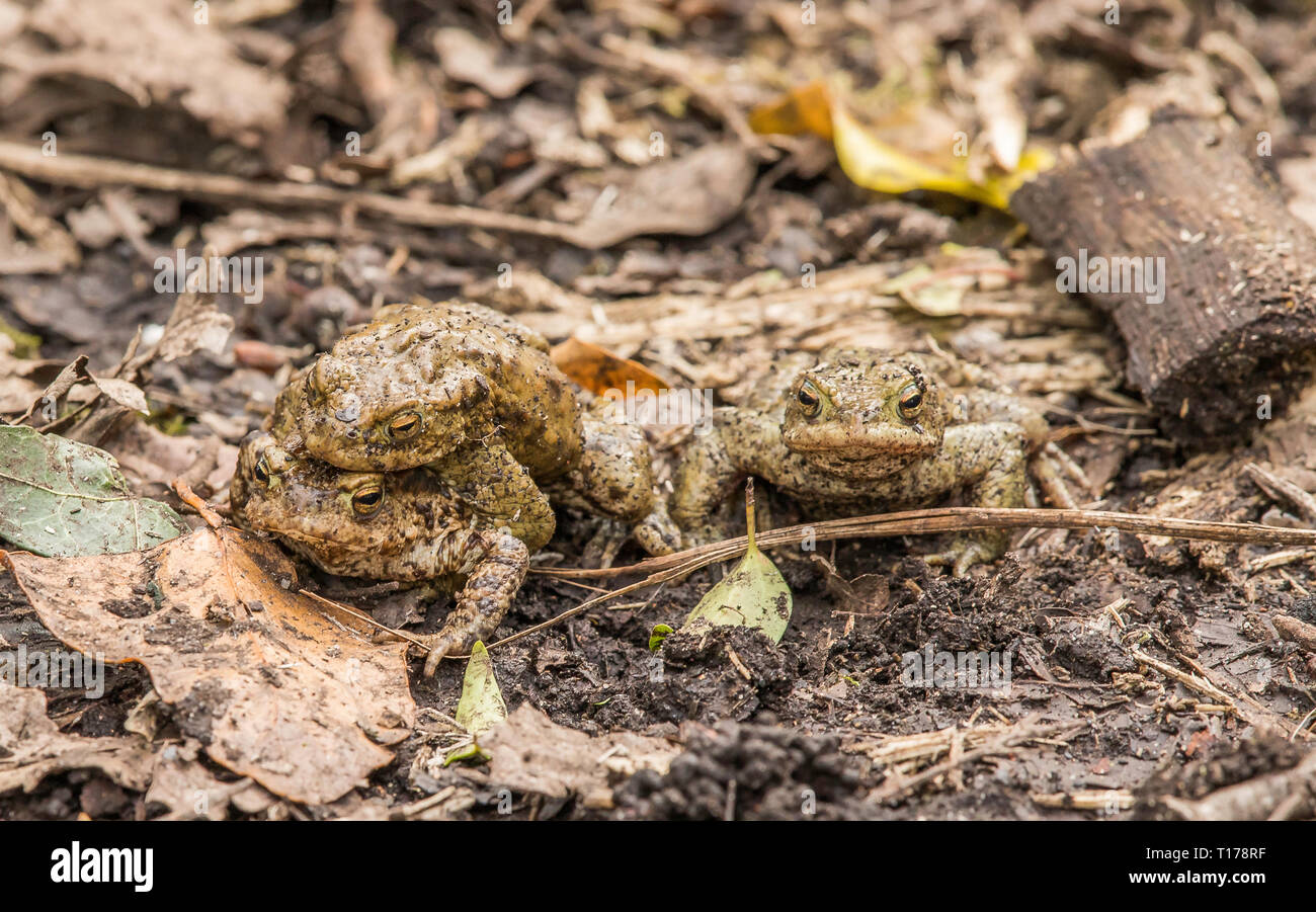 Three frogs mating hi-res stock photography and images - Alamy