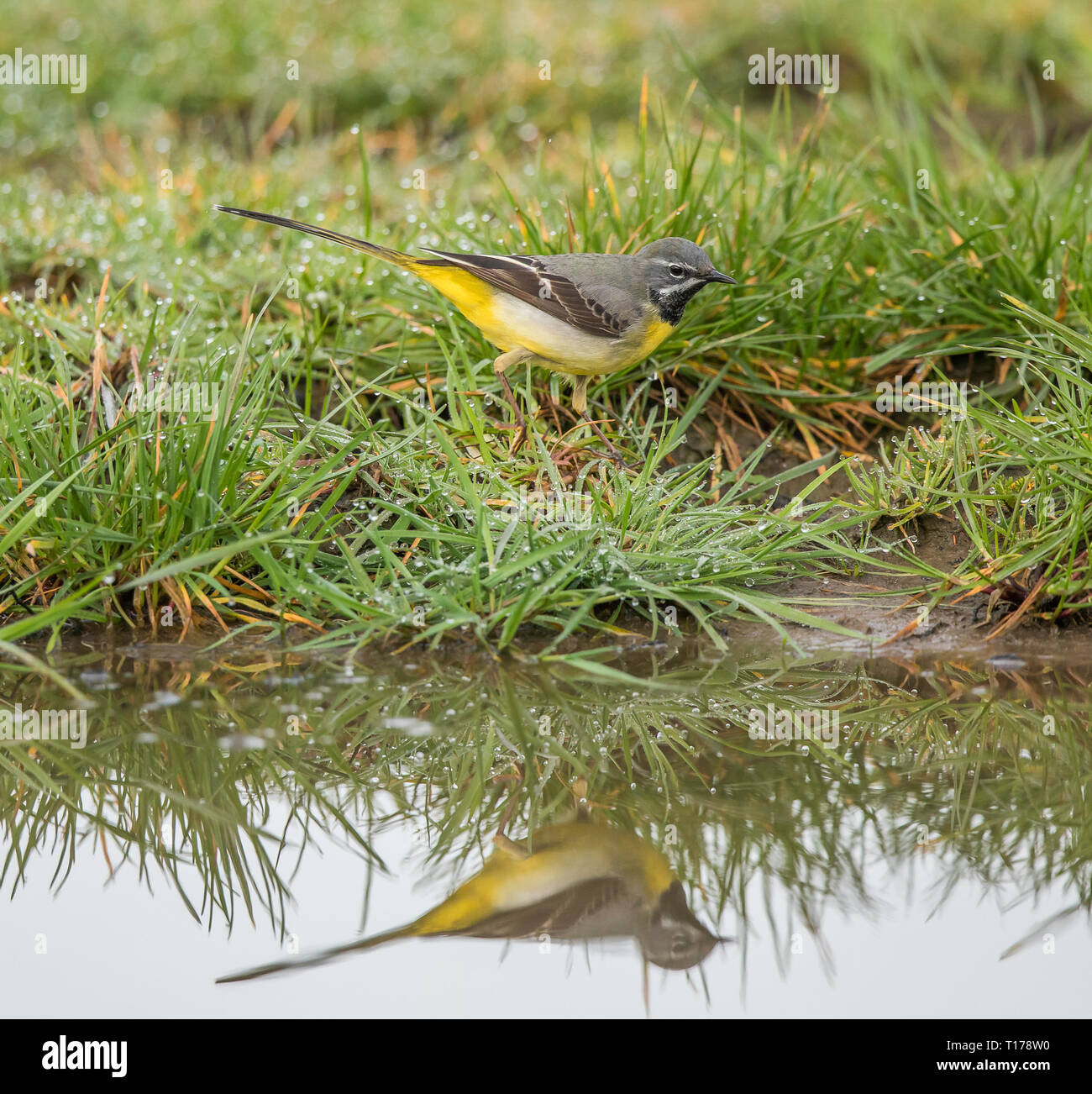 Western Yellow Tail Wagtail High Resolution Stock Photography and ...