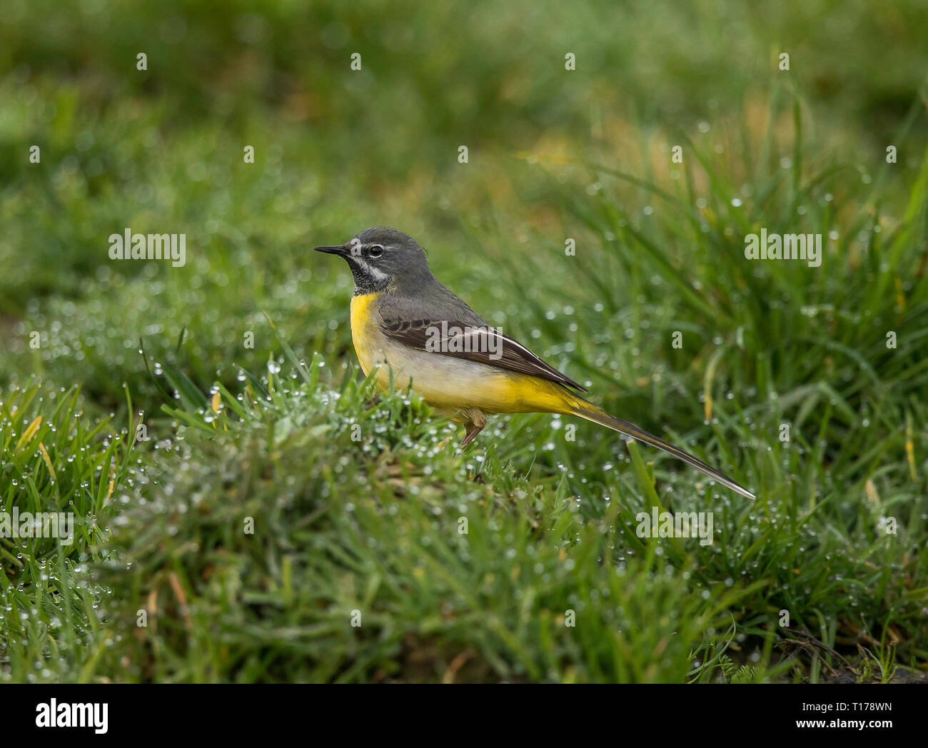 Western yellow tail wagtail hi-res stock photography and images - Alamy