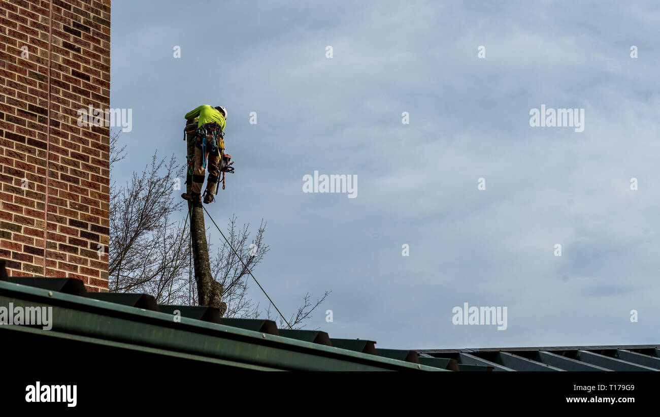 Man in tree with chainsaw cutting down tree with tool belt and tools ...