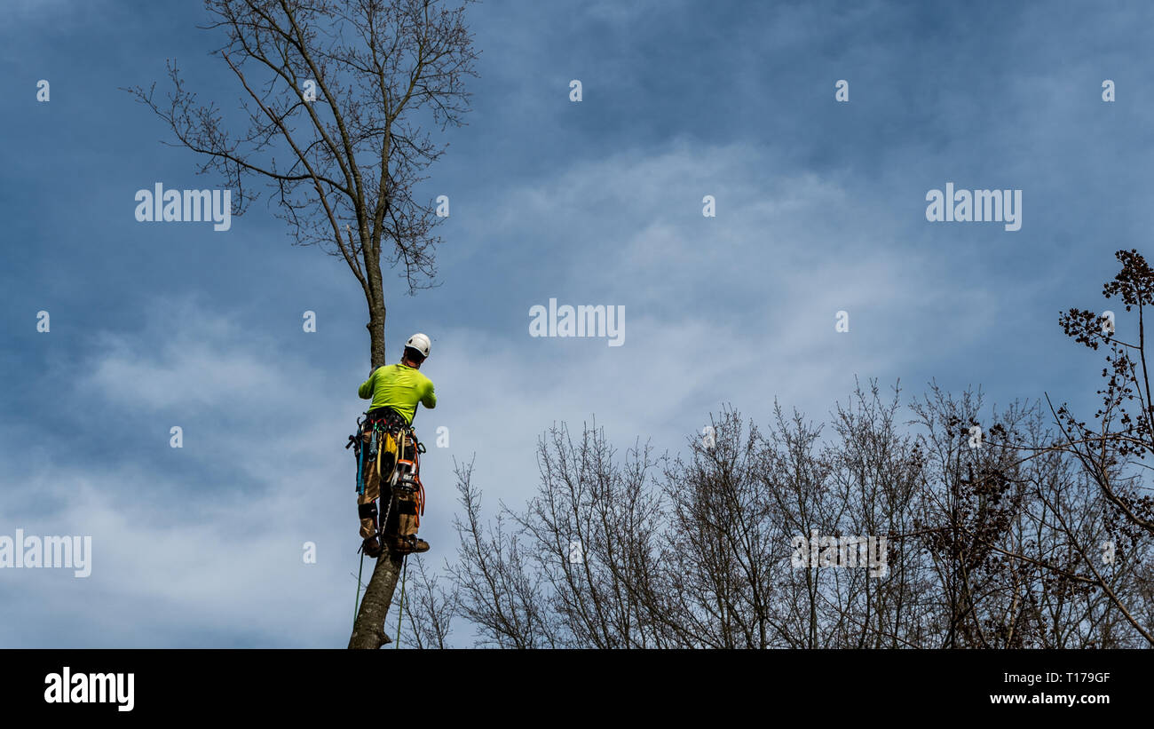 Man in tree with chainsaw cutting down tree with tool belt and tools ...