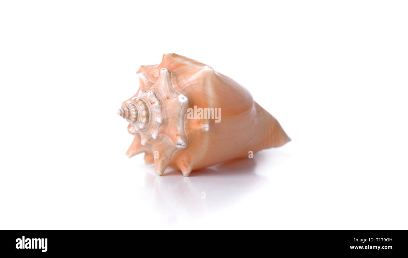 beautiful pearly seashell isolated on white background Stock Photo - Alamy