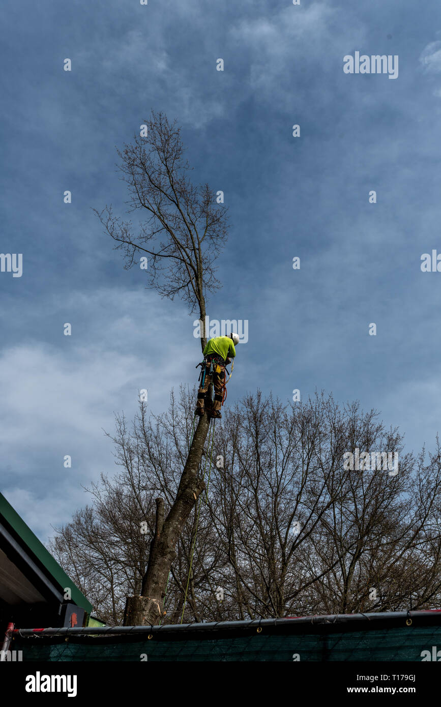 Man in tree with chainsaw cutting down tree with tool belt and tools ...