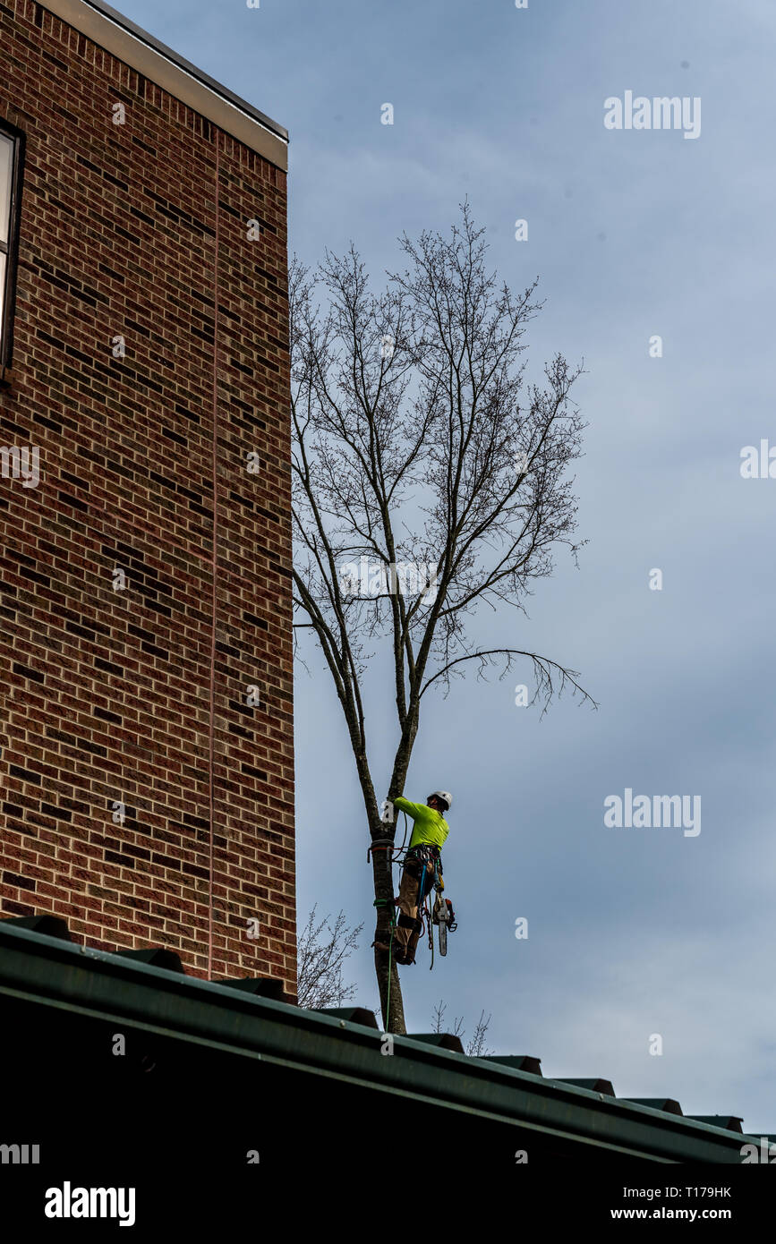 Man in tree with chainsaw cutting down tree with tool belt and tools ...