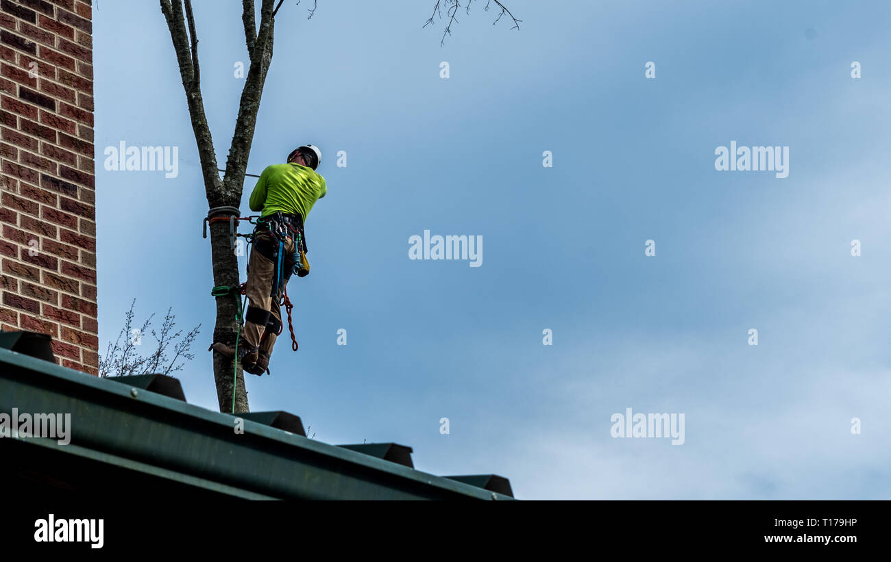 Man in tree with chainsaw cutting down tree with tool belt and tools ...