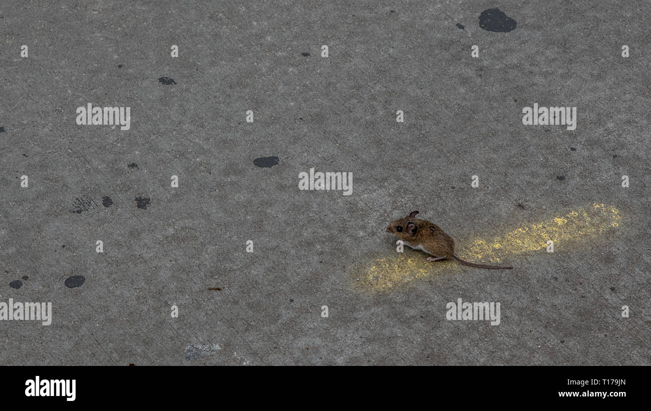 Field mouse standing on road on top of yellow line Stock Photo - Alamy