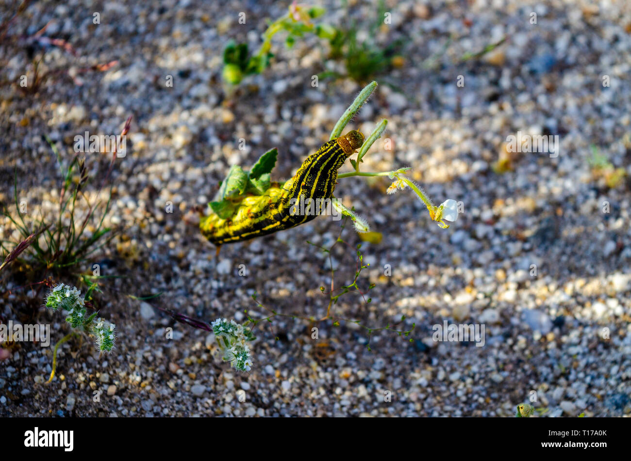 White Lined Sphinx Moth (Hilea lineata) caterpillar in California's ...
