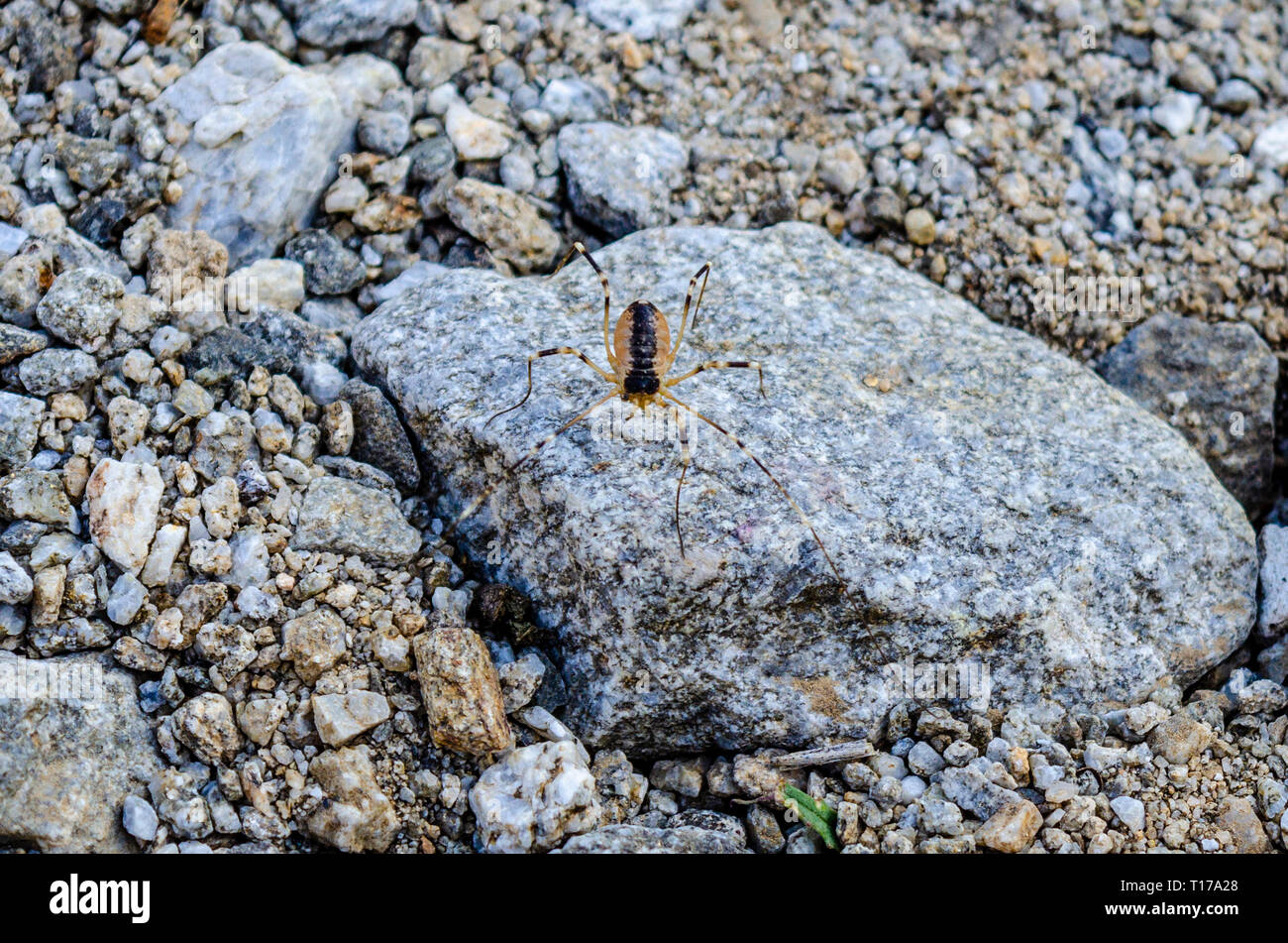 A Harvestmen spider (Opilio parientinus) at the Anza Borrego Desert ...