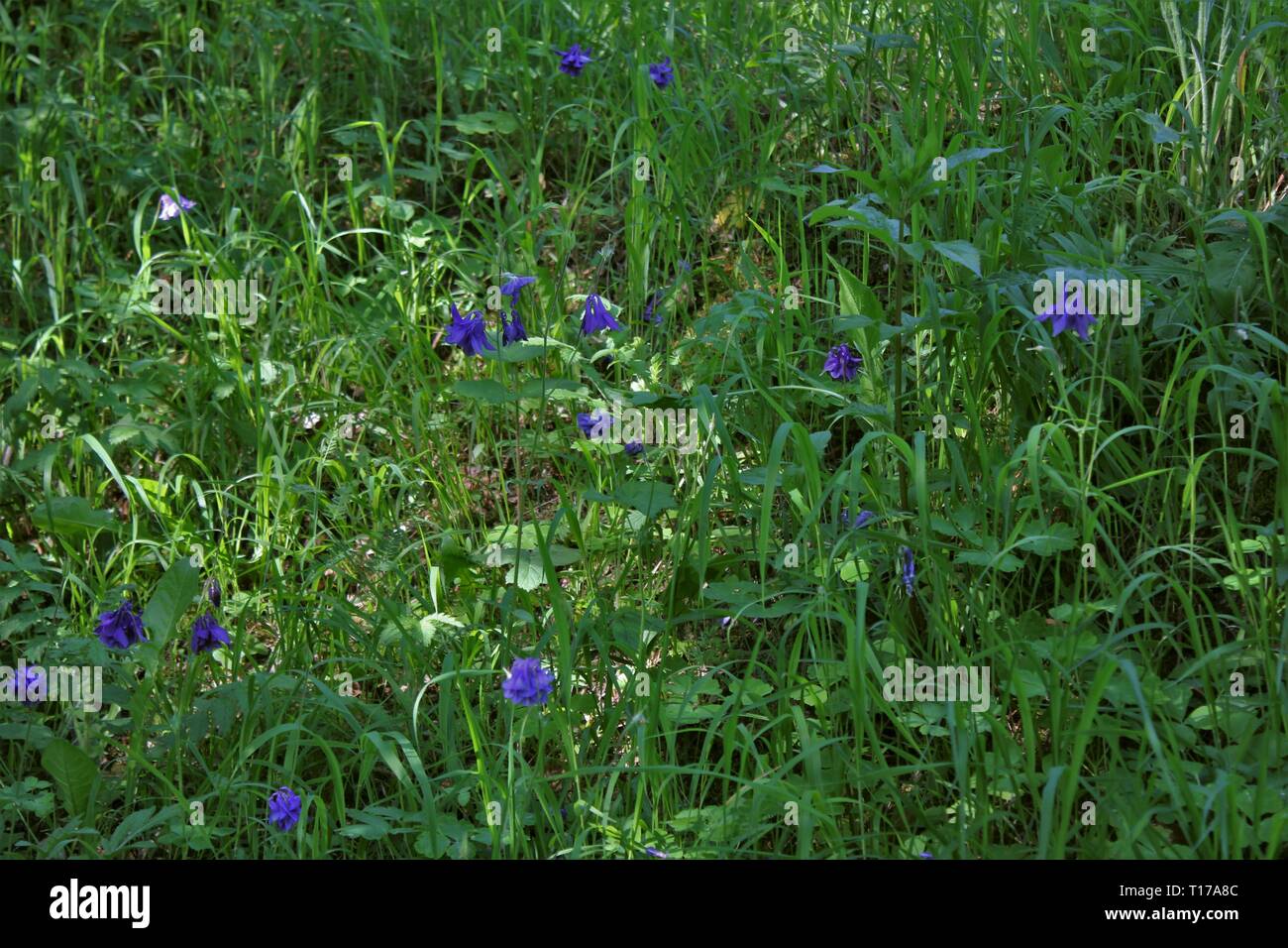 European columbine aquilegia vulgaris hi-res stock photography and ...