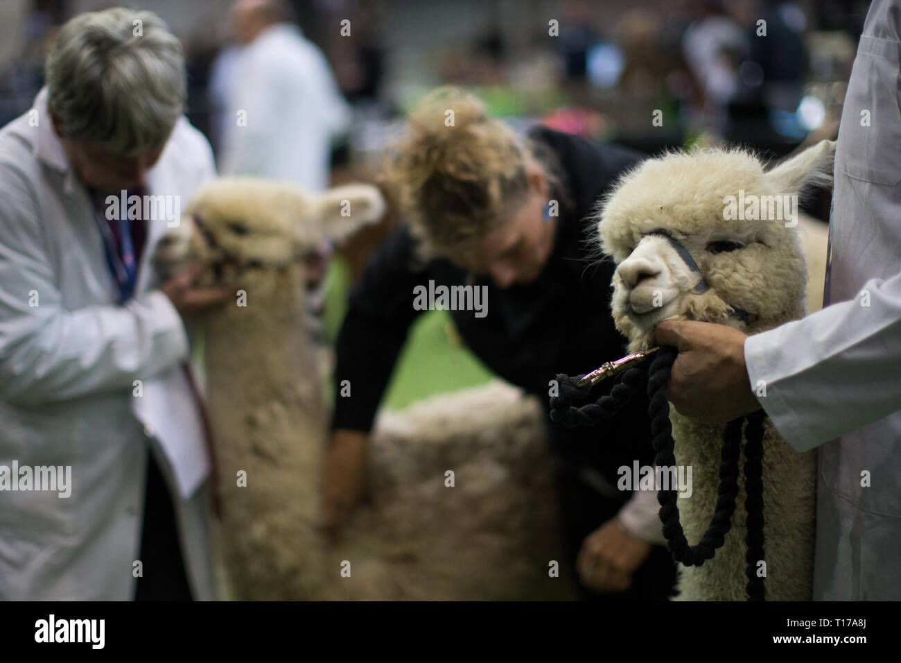 National show hi-res stock photography and images - Alamy