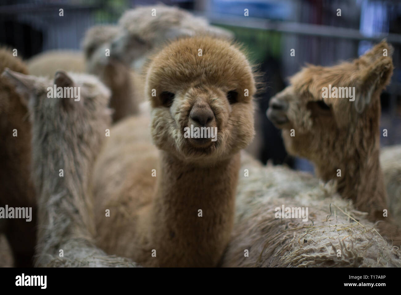 An alpaca before judging at the British Alpaca Society National Show ...