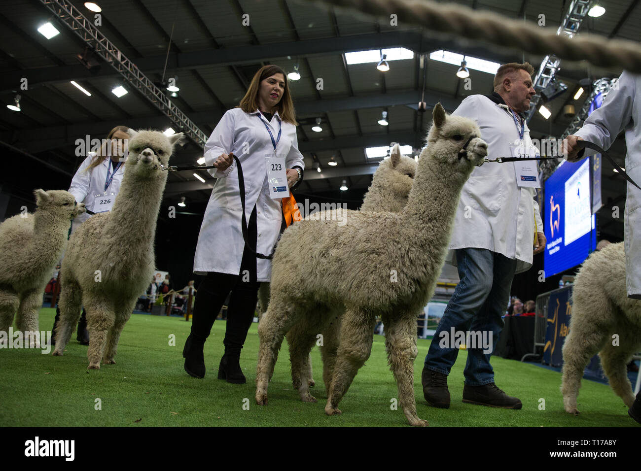 Handlers stand with their alpacas before judging at the British Alpaca ...