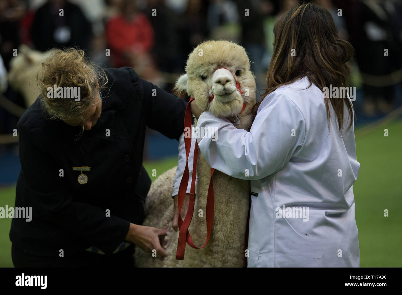 Judging stand hi-res stock photography and images - Alamy