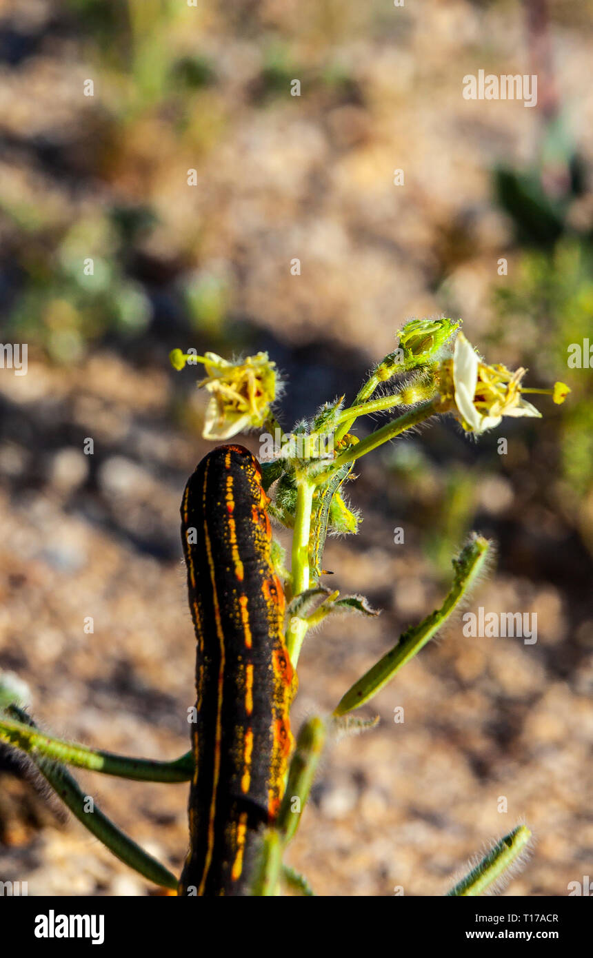 White Lined Sphinx Moth (Hilea lineata) caterpillar in California's ...