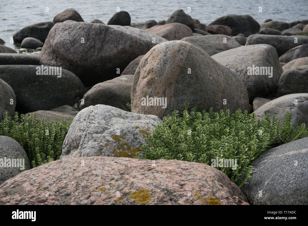 Plant between rocks at seaside Stock Photo - Alamy