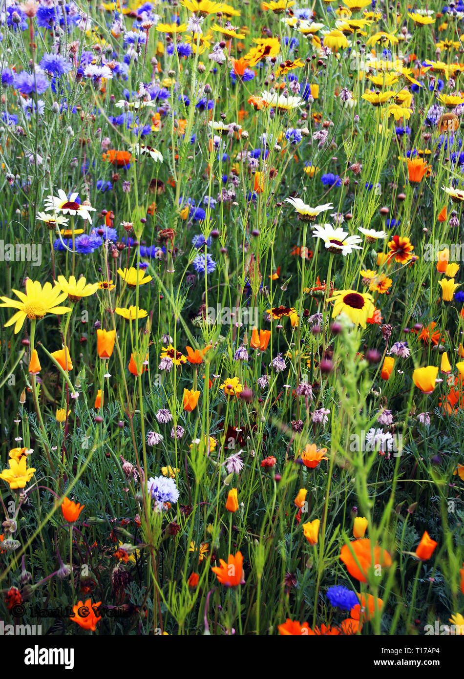 Plants flowers meadow variety hi-res stock photography and images - Alamy