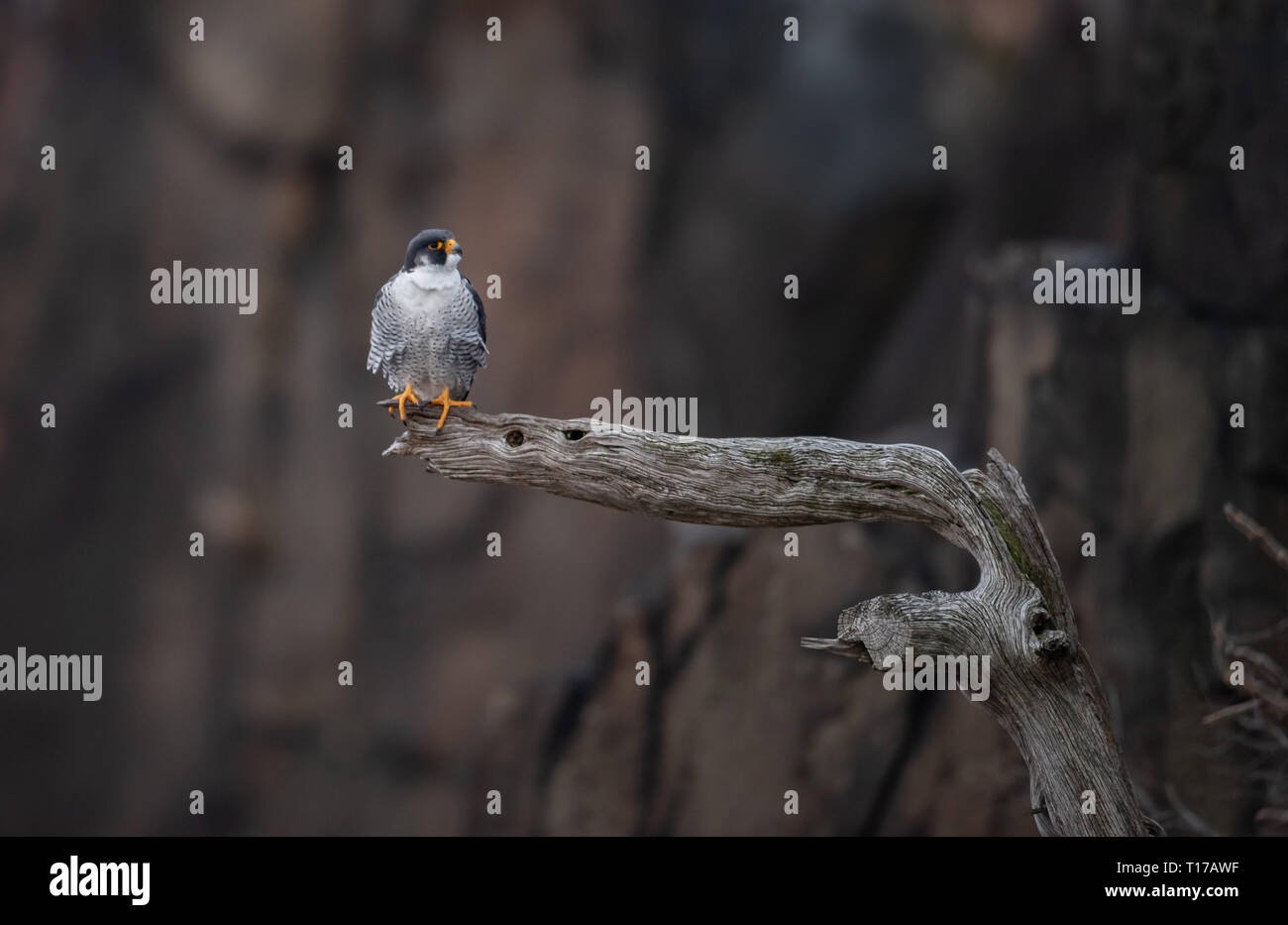 Falcon attacking hi-res stock photography and images - Alamy