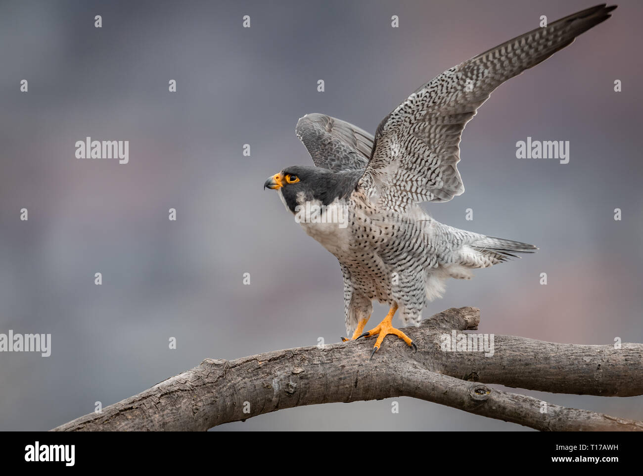 Falcon Attacking Stock Photos & Falcon Attacking Stock Images - Alamy