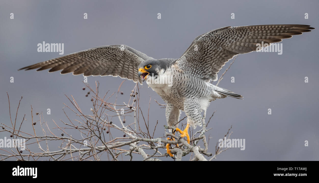 Falcon Attacking Stock Photos & Falcon Attacking Stock Images - Alamy