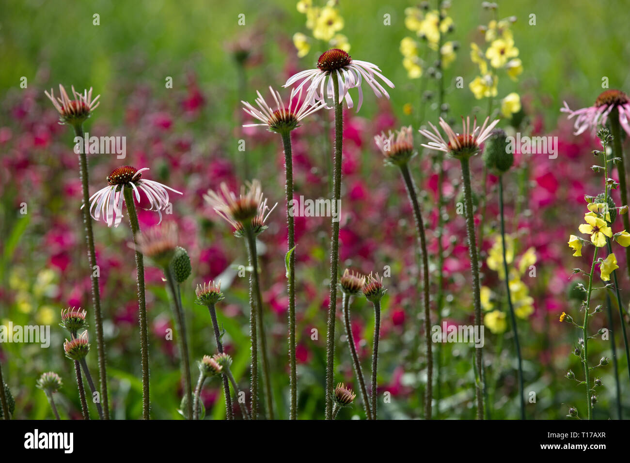 Echinacea Pallida is a plant native to the USA with pale purple flowers ...