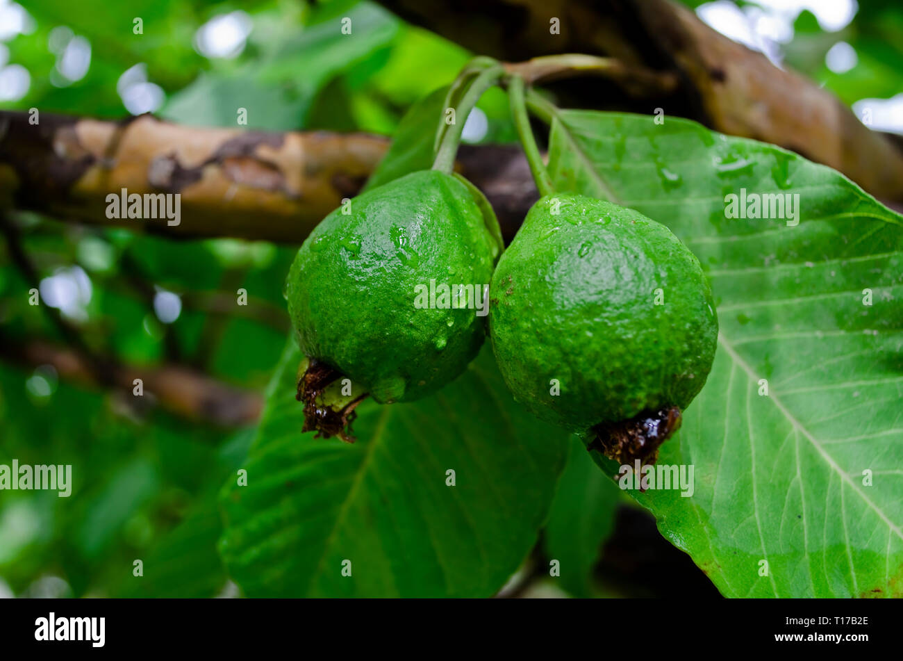 Guava cultivation hi-res stock photography and images - Alamy