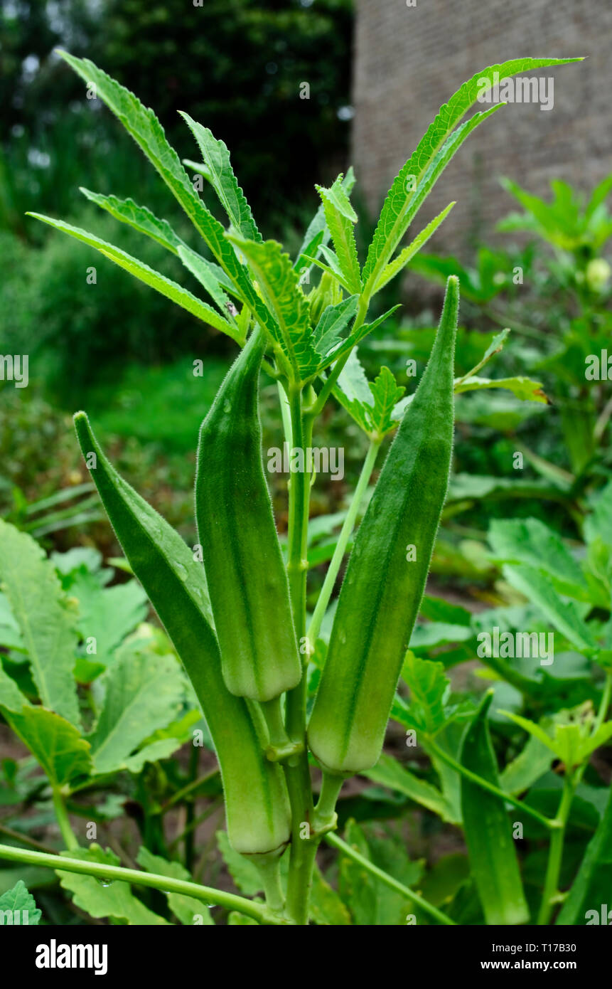 Fresh home grown Okra pods on a plant Stock Photo - Alamy