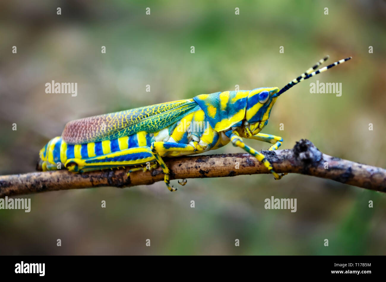 Poekilocerus hi-res stock photography and images - Alamy