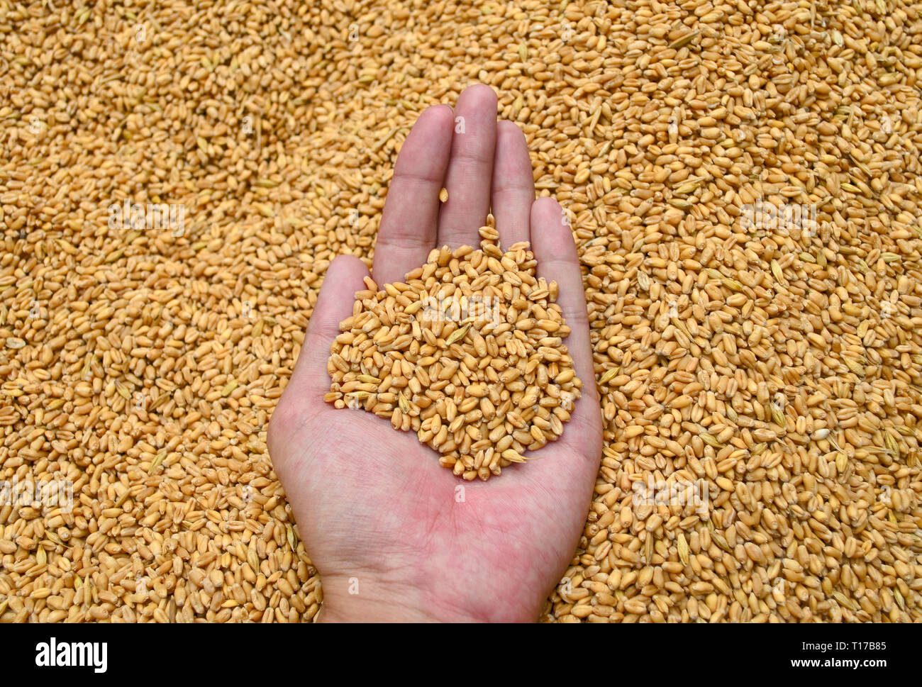 Whole Wheat Grains in hand Stock Photo - Alamy