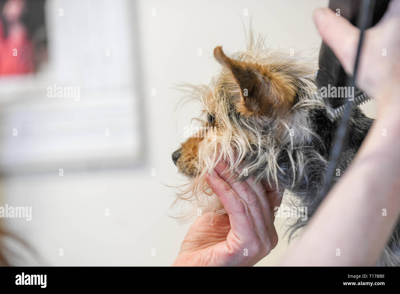 Grooming dog hi-res stock photography and images - Alamy