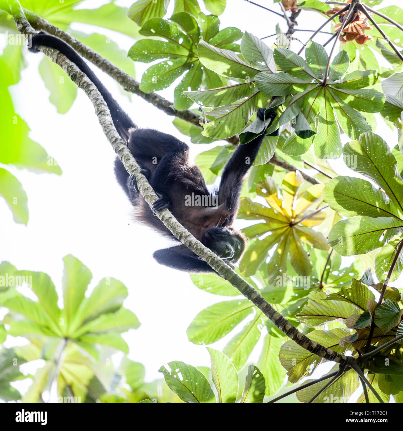 Mantled howler monkey on a tree in the rainforest in Costa Rica Stock ...