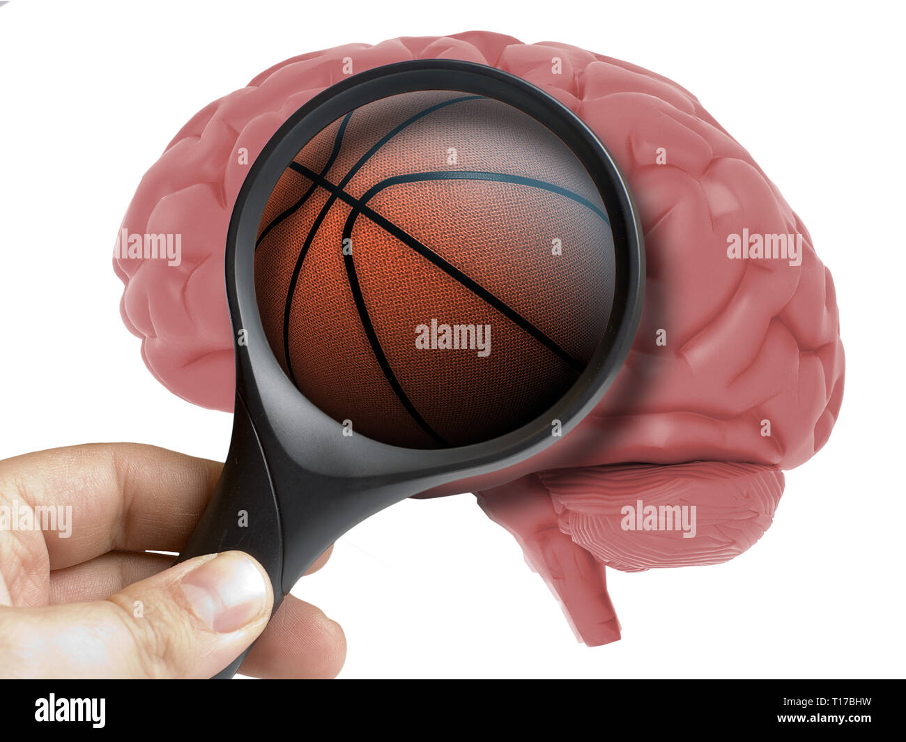Human Brain Analyzed with magnifying glass basketball ball inside ...
