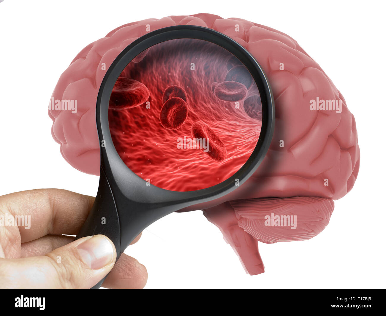 Human Brain Analyzed with magnifying blood cells inside isolated on ...