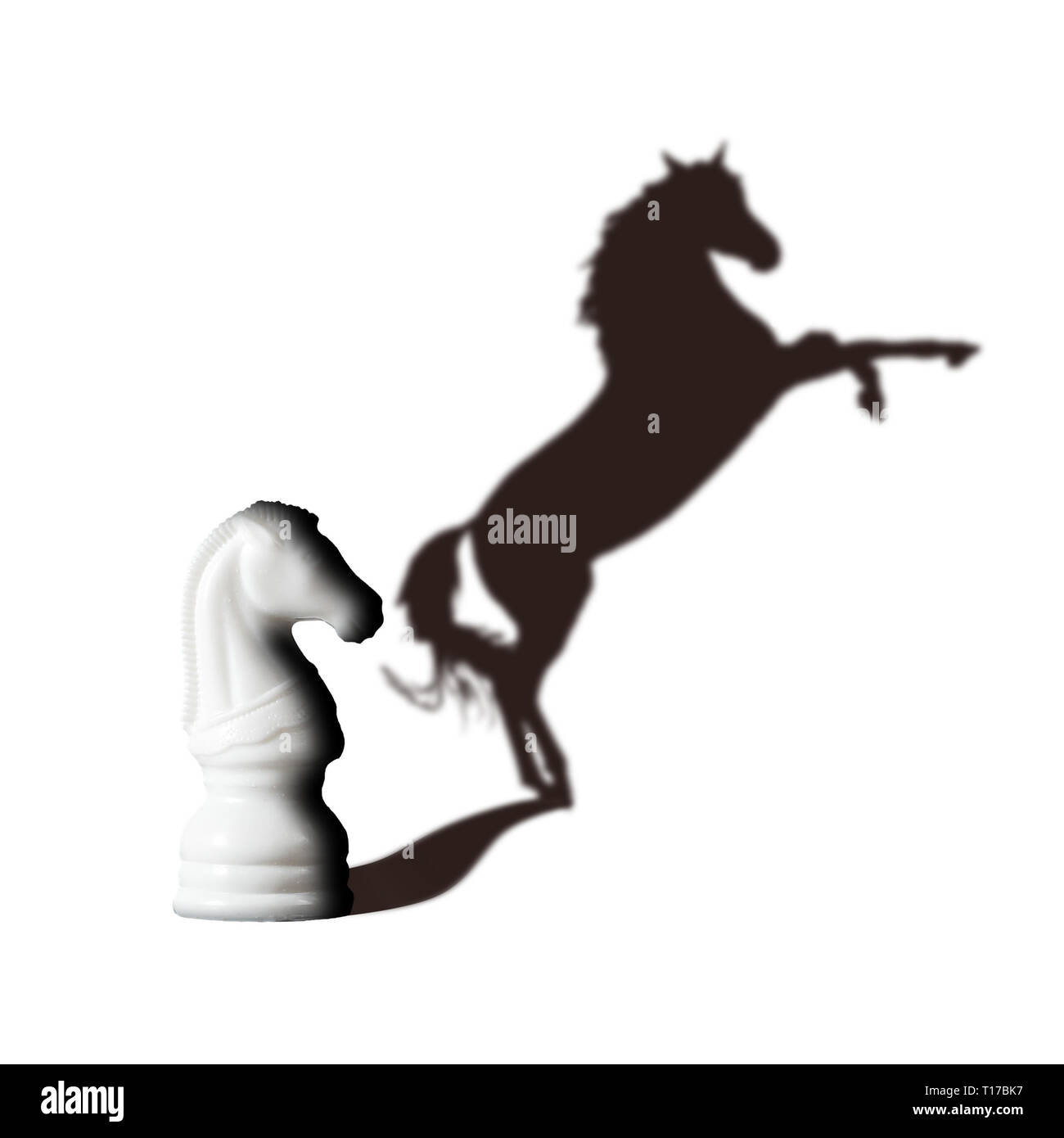 Wild Horse Shadow South Steens Wild Horses Hawkeye Has Stepped Up A