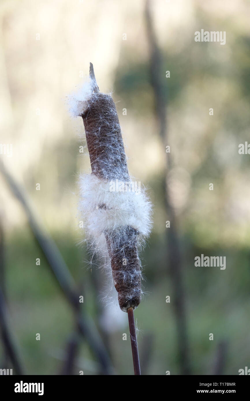 Seed head common tall hi-res stock photography and images - Alamy