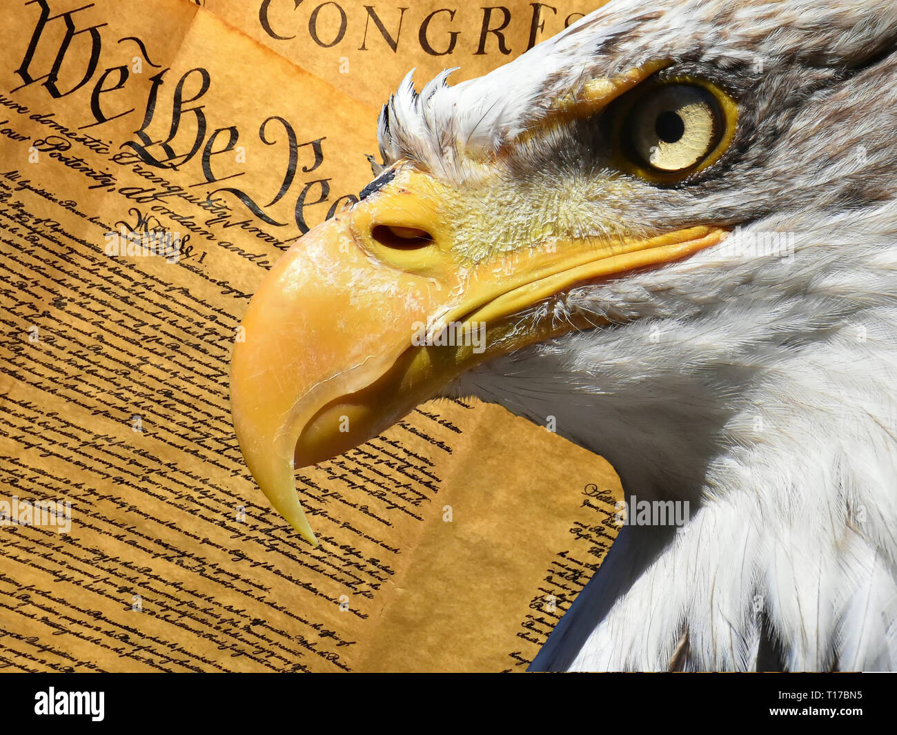Eagle portrait closeup symbol over american constitution Stock Photo ...