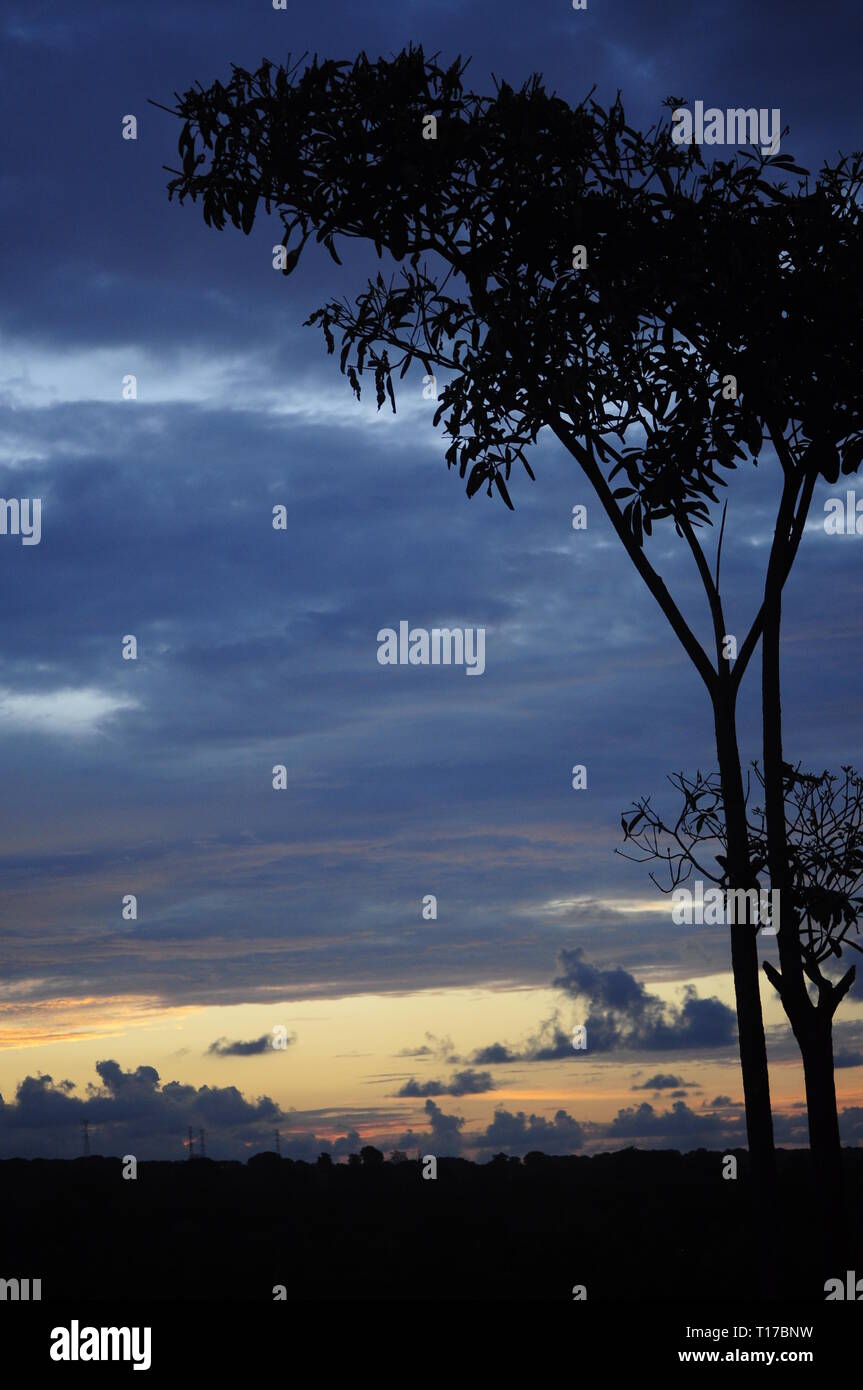 Original tree hi-res stock photography and images - Alamy