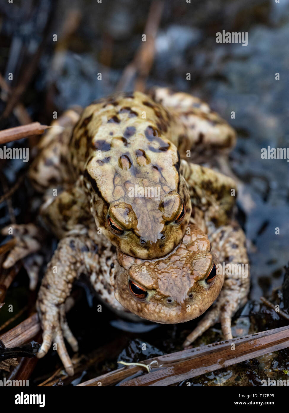 Common Toads on a pond side, Scotland, UK Stock Photo - Alamy