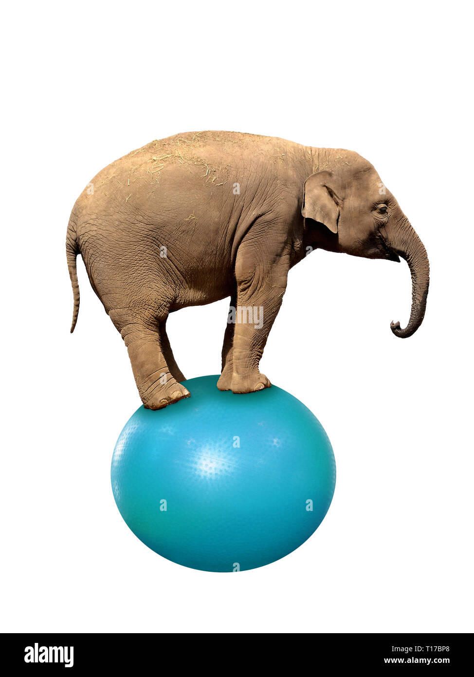 Elephant on ball hi-res stock photography and images - Alamy